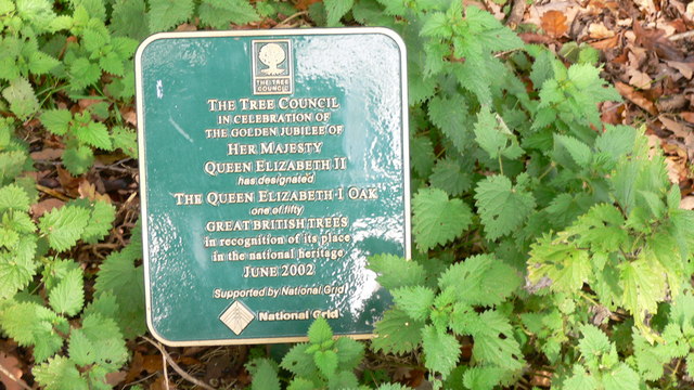 Queen Elizabeth Oak, Easebourne, Midhurst- West Sussex - Rother Valley ...